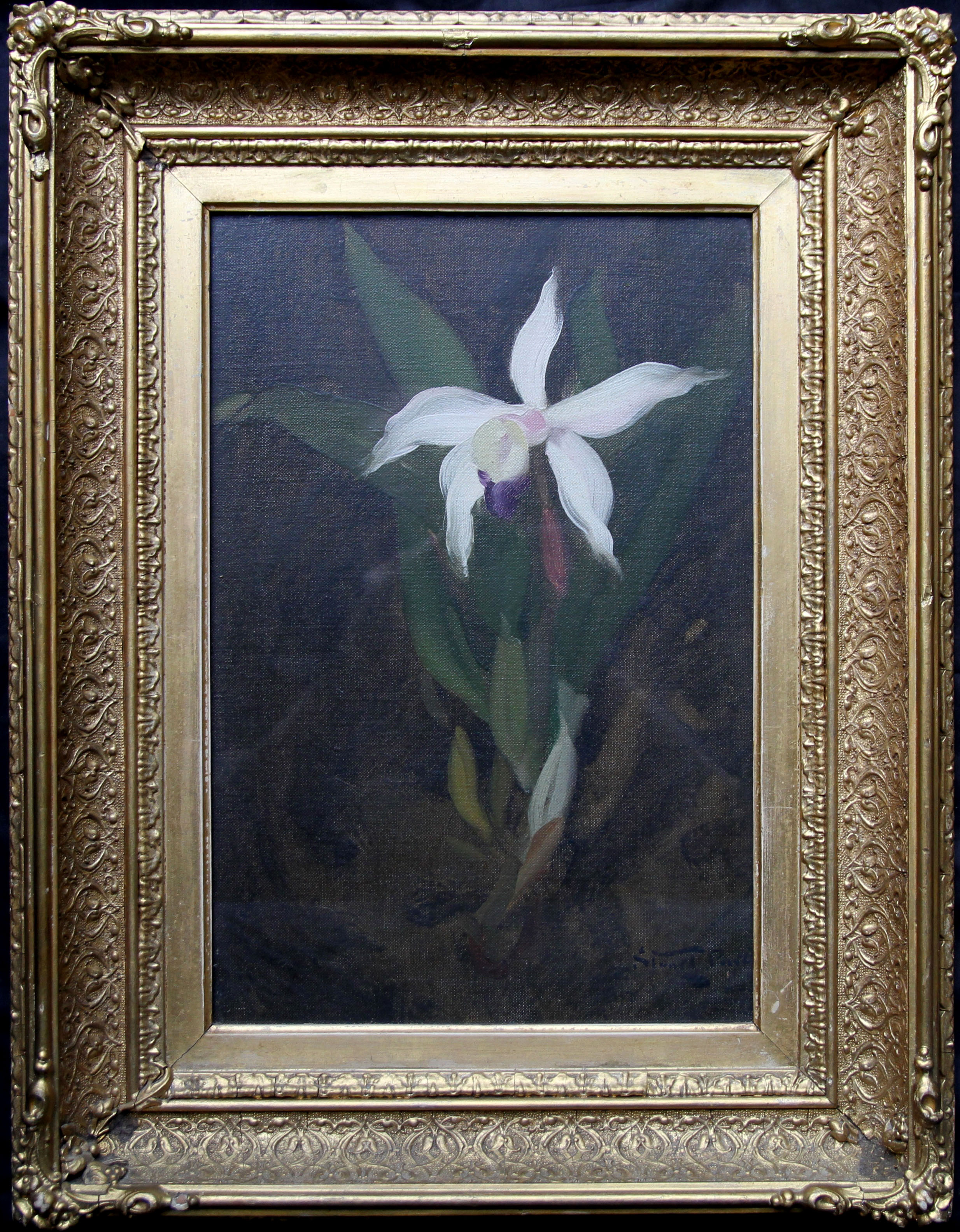 James Stuart Park - Orchid. Scottish Glasgow Boy Impressionist Floral ...
