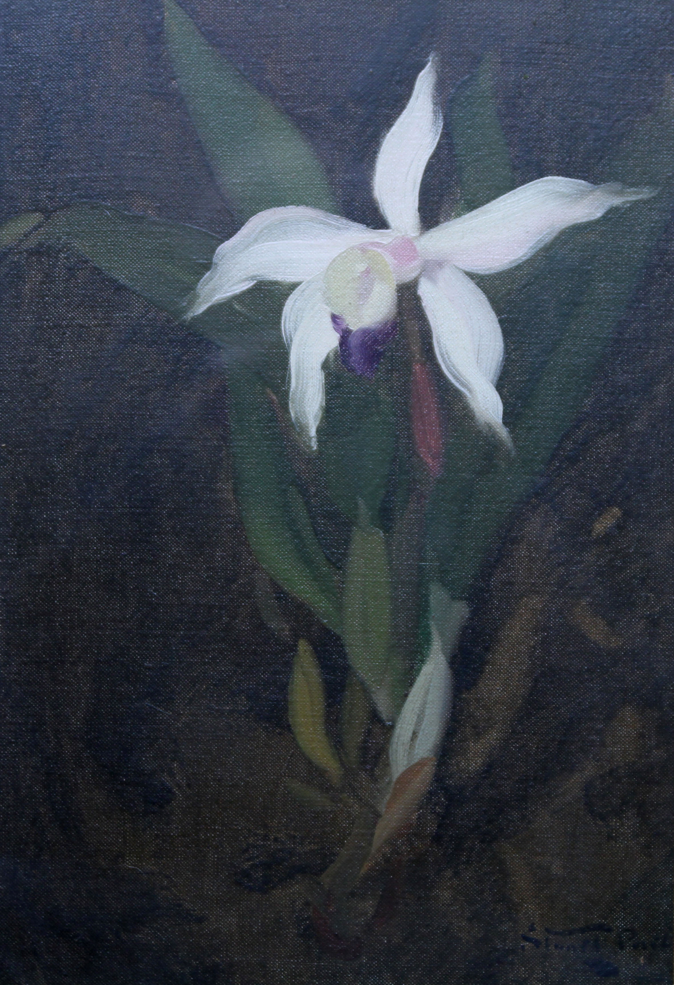 James Stuart Park - Orchid. Scottish Glasgow Boy Impressionist Floral ...